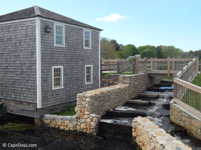 Best, Easy-to-Access Herring Runs on Cape Cod: Where & When to Visit