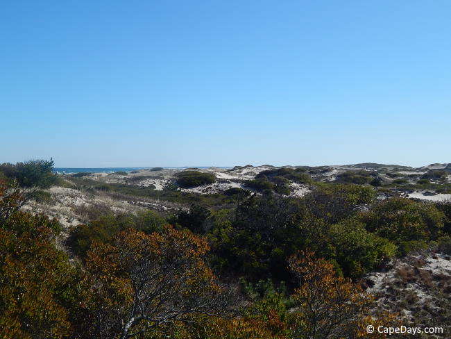 Which Stables Offer Guided Horseback Riding on Cape Cod?
